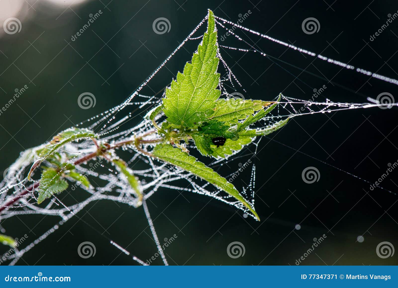Schöne Spinnennetze Im Herbst Stockbild - Bild von farbe, nahaufnahme ...