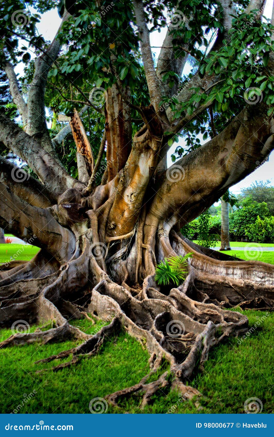 Schöner Baum Mit Großen Wurzeln Stockbild - Bild von florida, tropisch ...