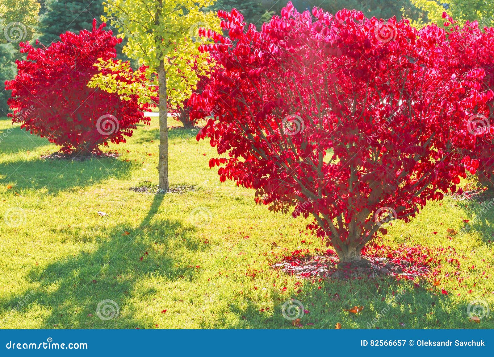 Schöner Busch Im Herbstpark Stockbild - Bild von grün, reise: 82566657