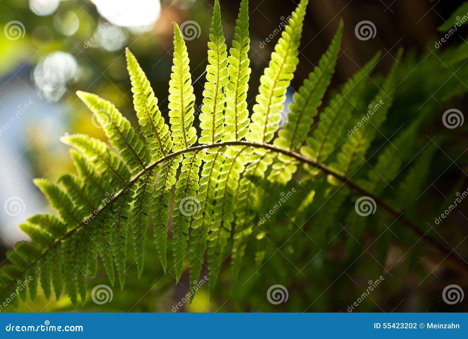 Schöner Farn Im Dichten Wald Stockfoto - Bild von schön, farben: 55423202