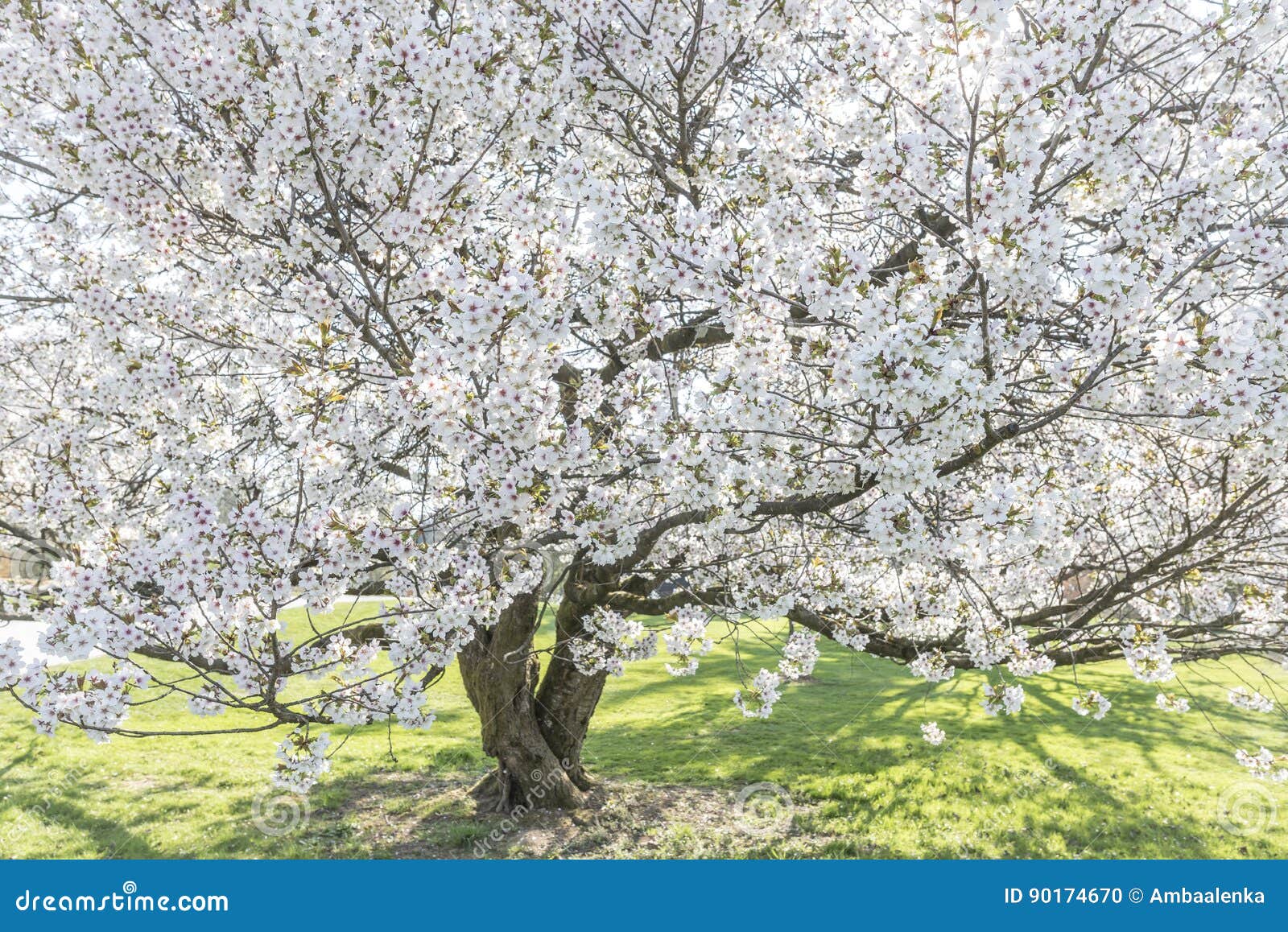 Schöner Japanischer Kirschbaum in Der Vollen Blüte Stockfoto - Bild von ...