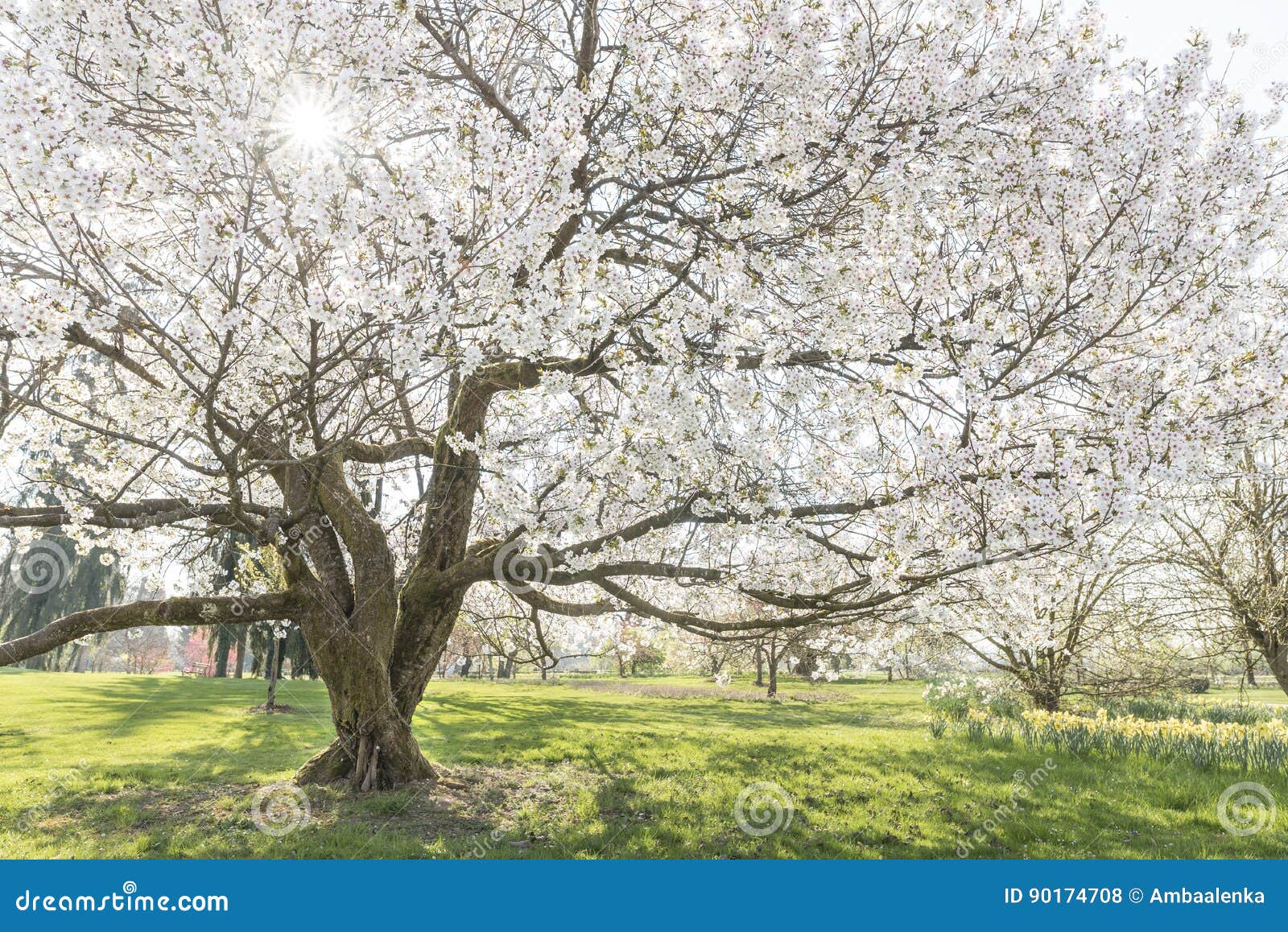 Schöner Japanischer Kirschbaum in Der Vollen Blüte Stockfoto - Bild von ...