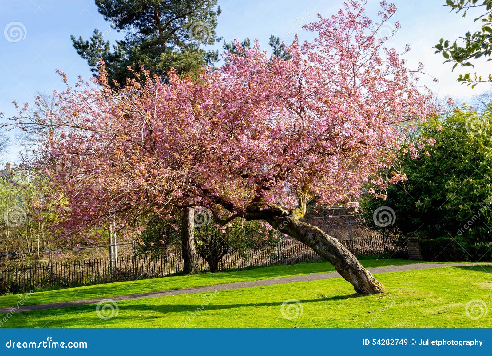 Schöner Japanischer Kirschbaum in Voller Blüte Stockbild - Bild von ...
