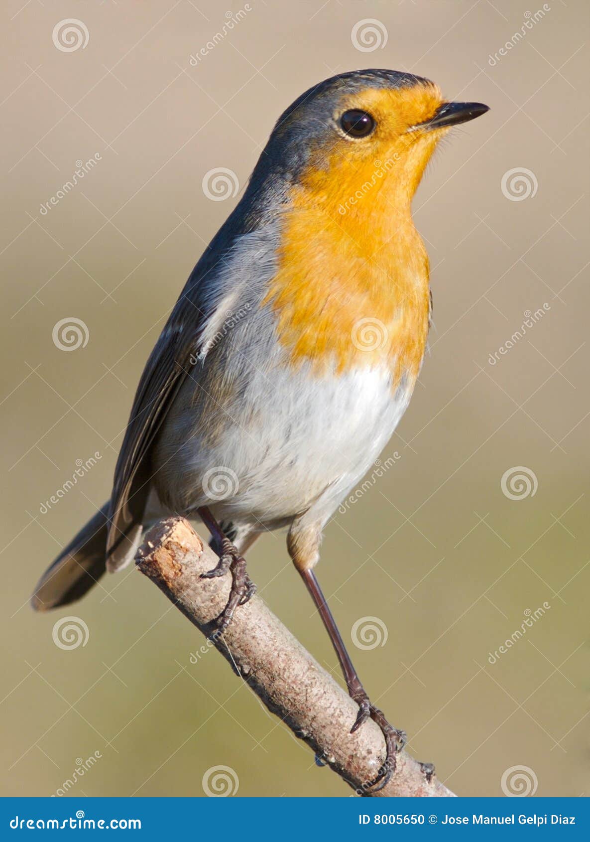 Schöner roter Vogel stockfoto. Bild von blick, bunt, flug - 8005650