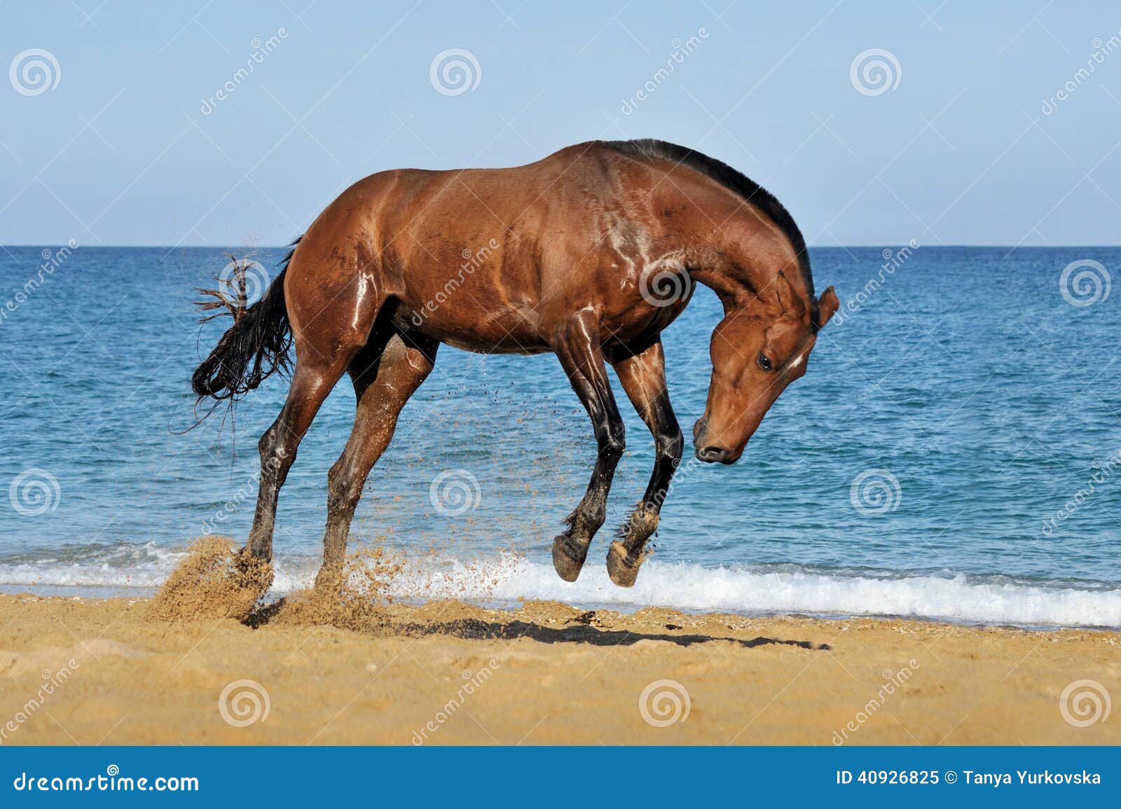 Schönes Braunes Pferd, Das Auf Seestrand Springt Stockbild - Bild von ...