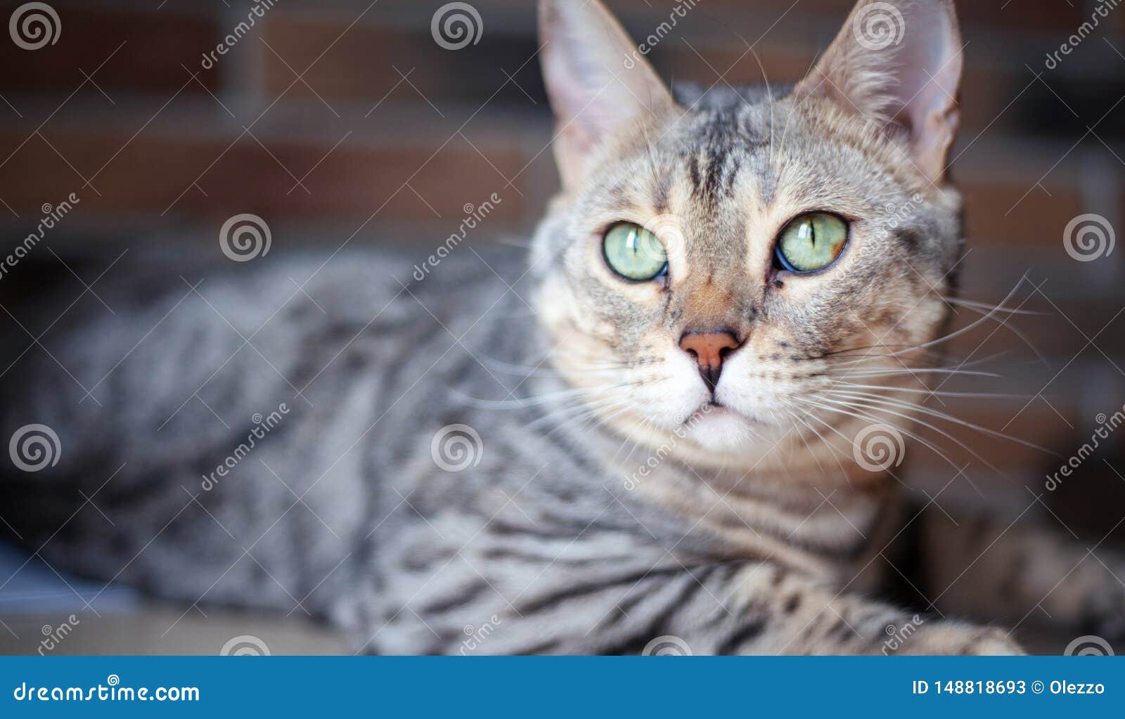 Sch?ne Nette Graue Bengal-Katze Mit Den Hellgr?nen Augen, Sitzend Auf Der Couch Stockbild - Bild ...