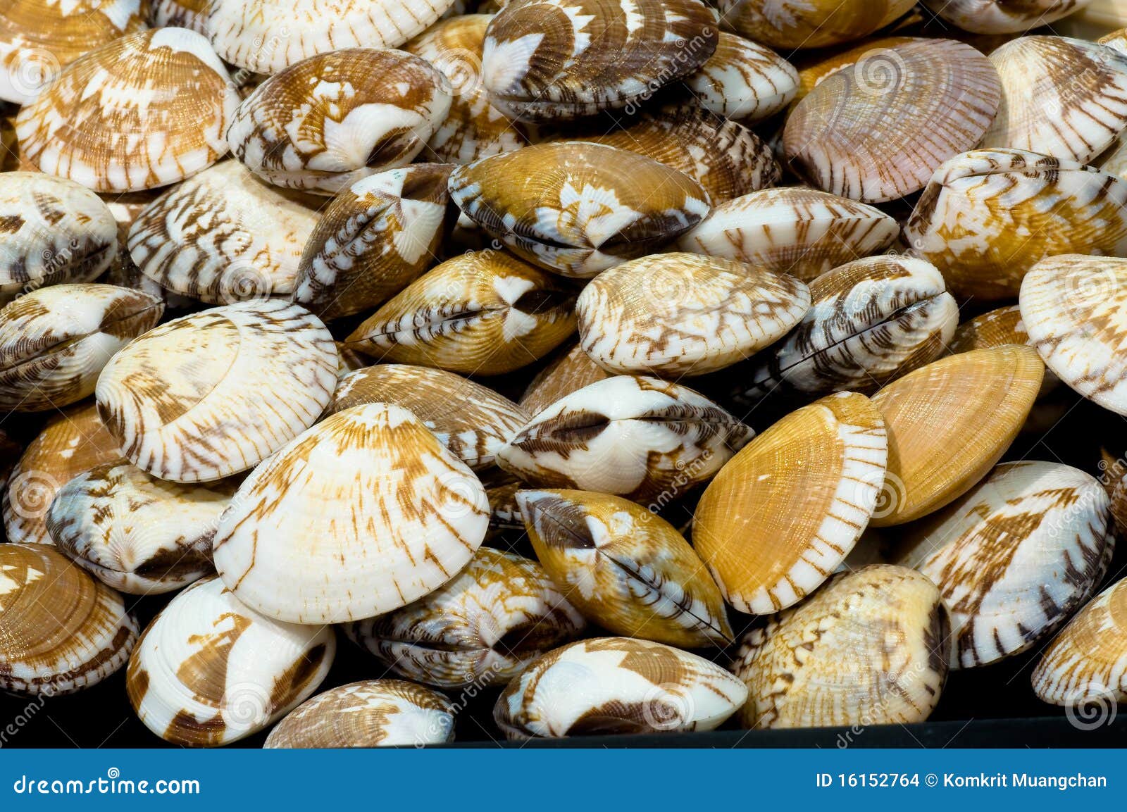 Schaaldieren, weekdier stock foto. Image of vorm, dier - 16152764