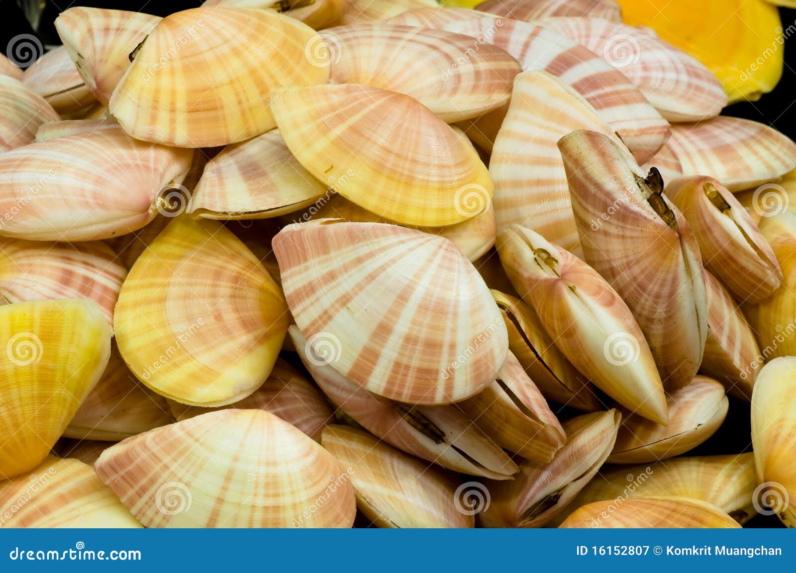 Schaaldieren, weekdier stock afbeelding. Image of vorm - 16152807