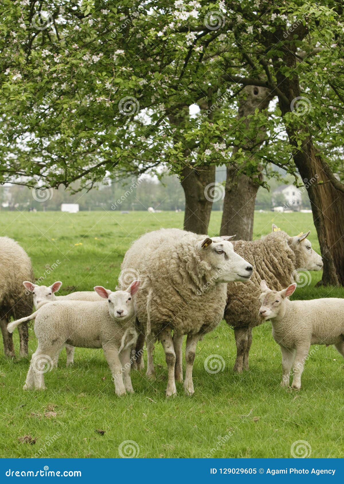 Schaap, Schapen stock afbeelding. Image of lente, boomgaard - 129029605