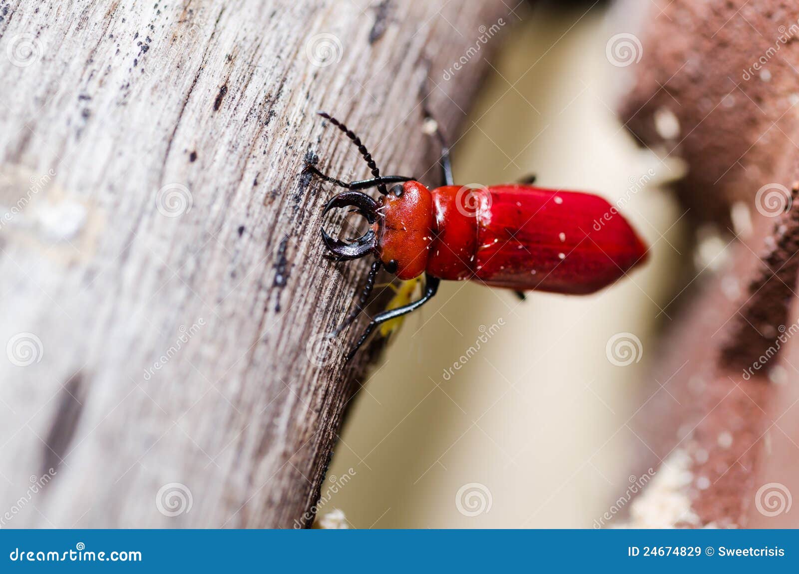 Schaar Van Rode Kever in De Groene Aard Stock Afbeelding - Image of ...