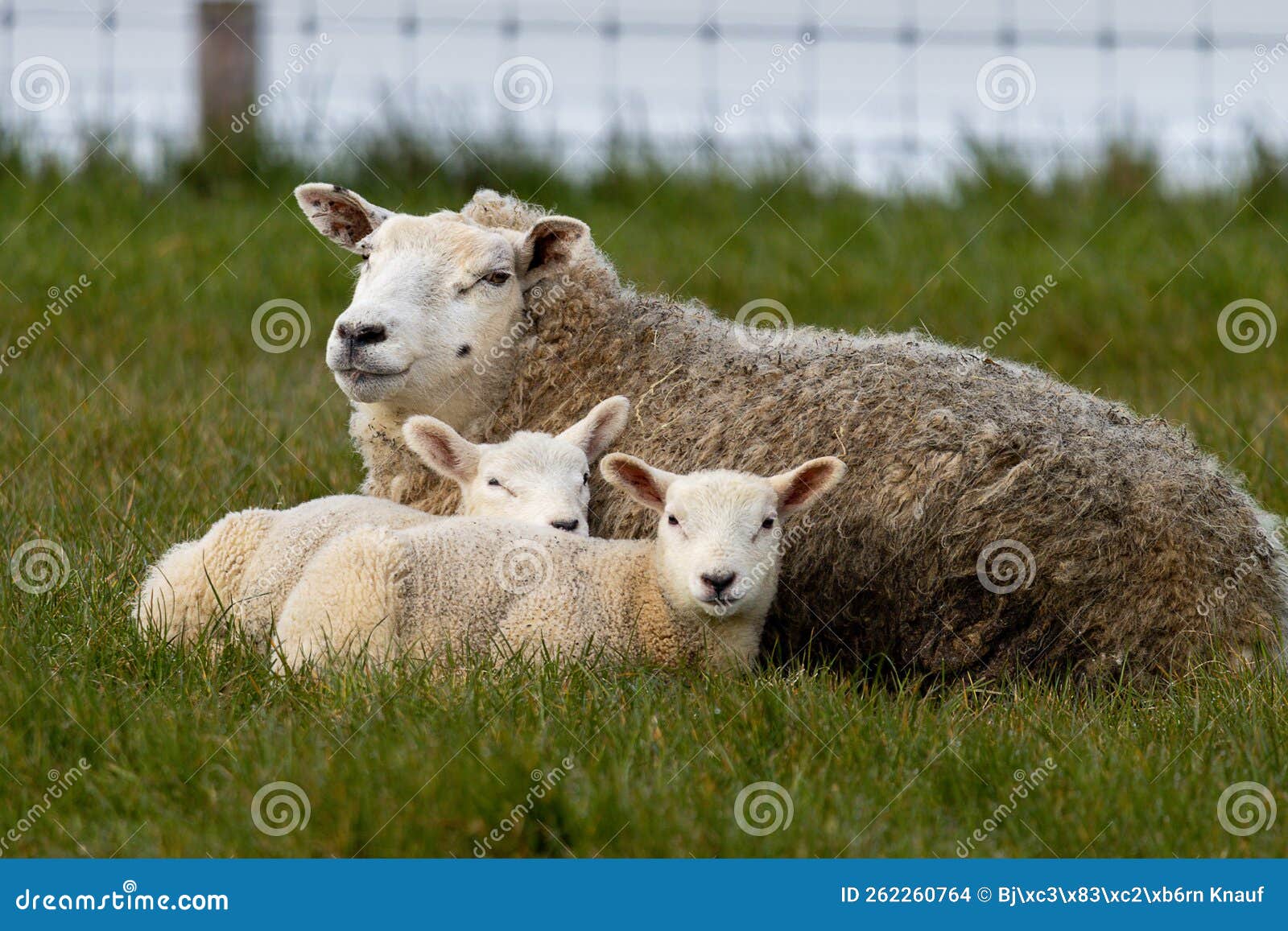 Schaf 2 lammer foto de archivo. Imagen de grada - 262260764