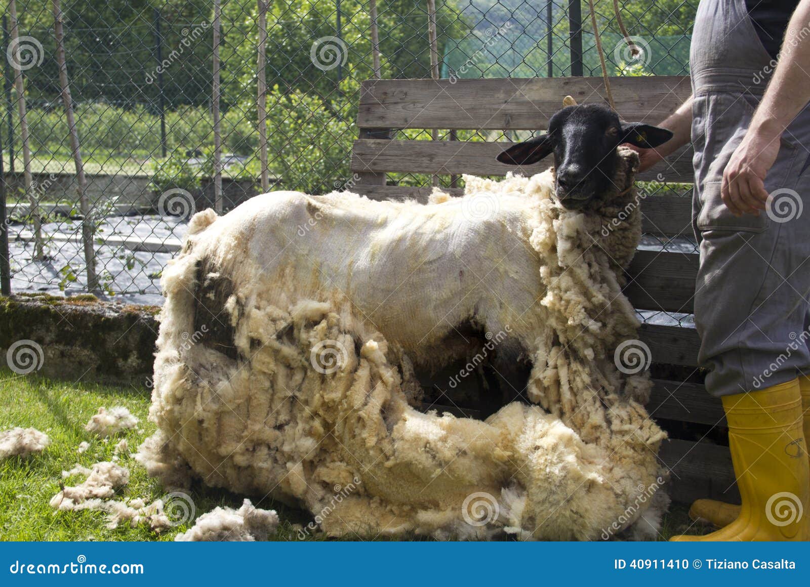 Schaf-Scheren stockfoto. Bild von penn, landwirt, schere - 40911410