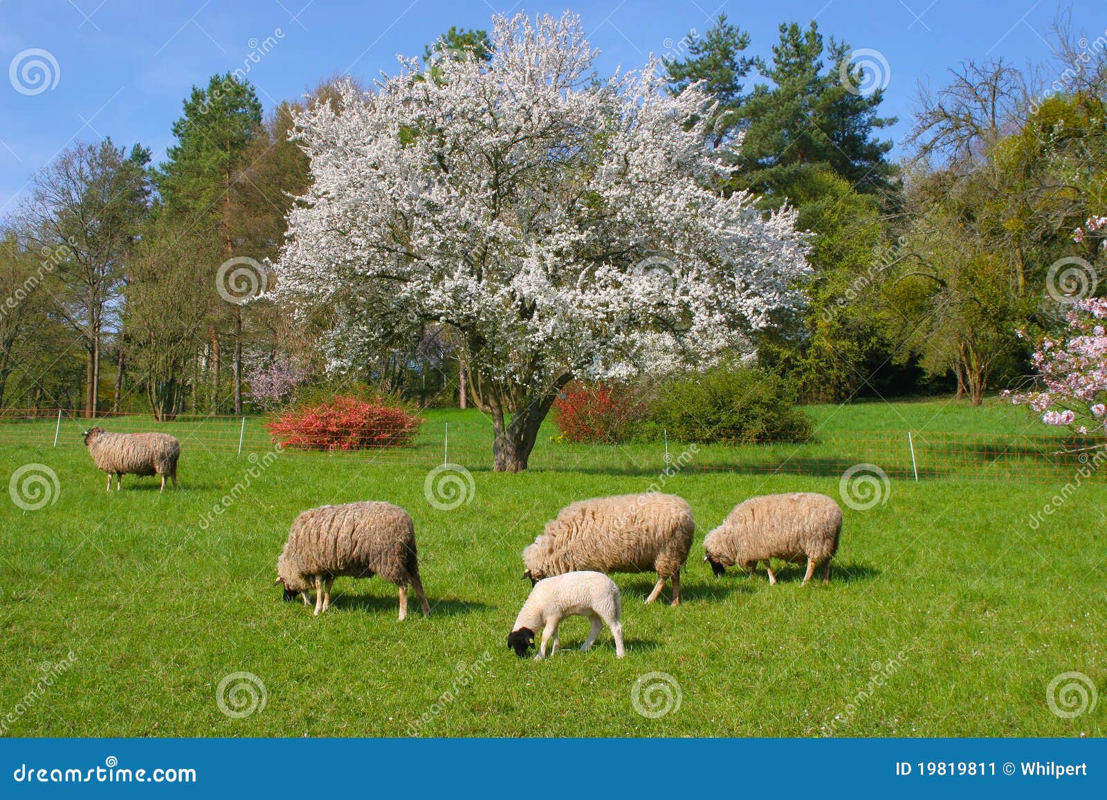 Schafe stock image. Image of haustier, horn, ugetier - 19819811