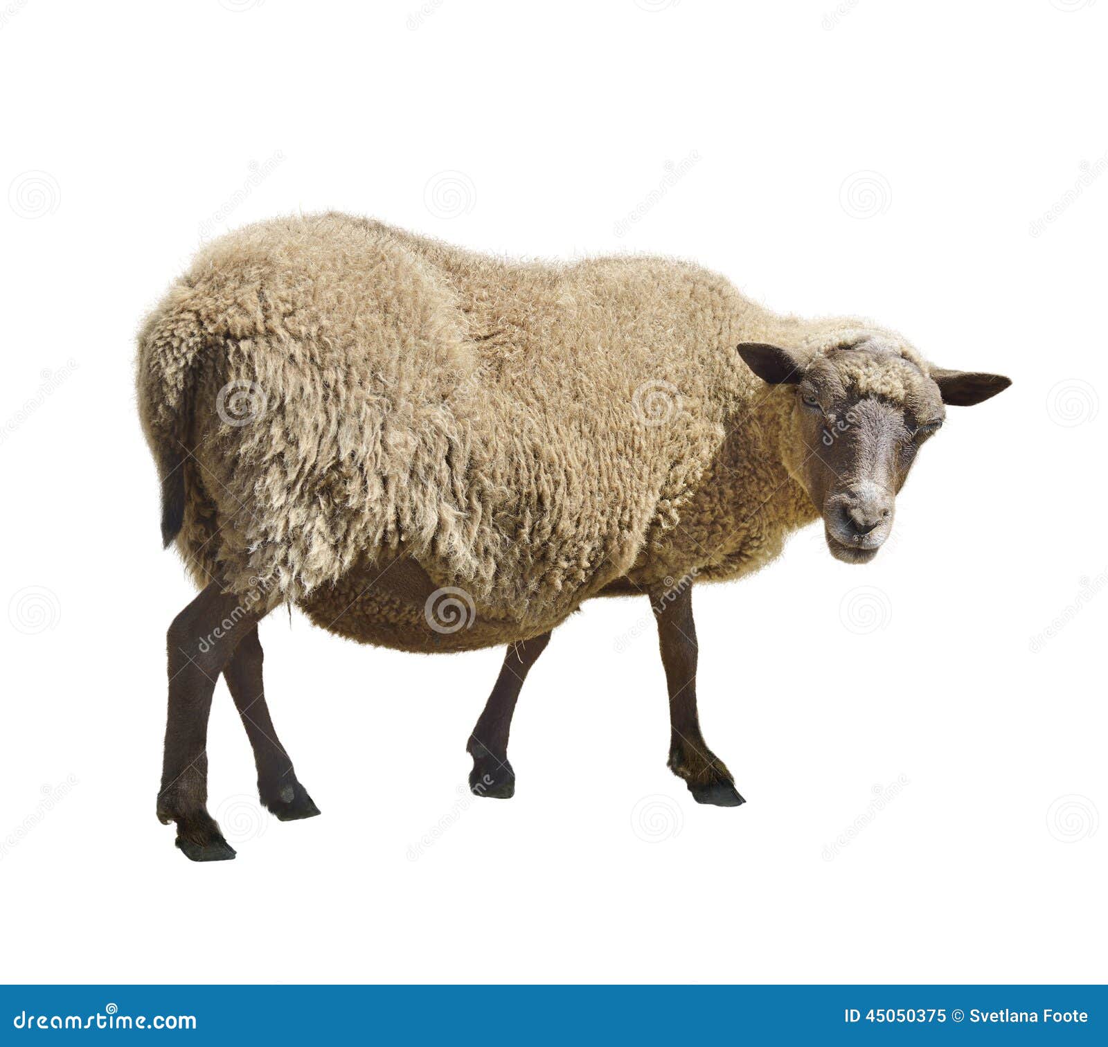 Schafe Auf Weißem Hintergrund Stockbild - Bild von hintergrund ...