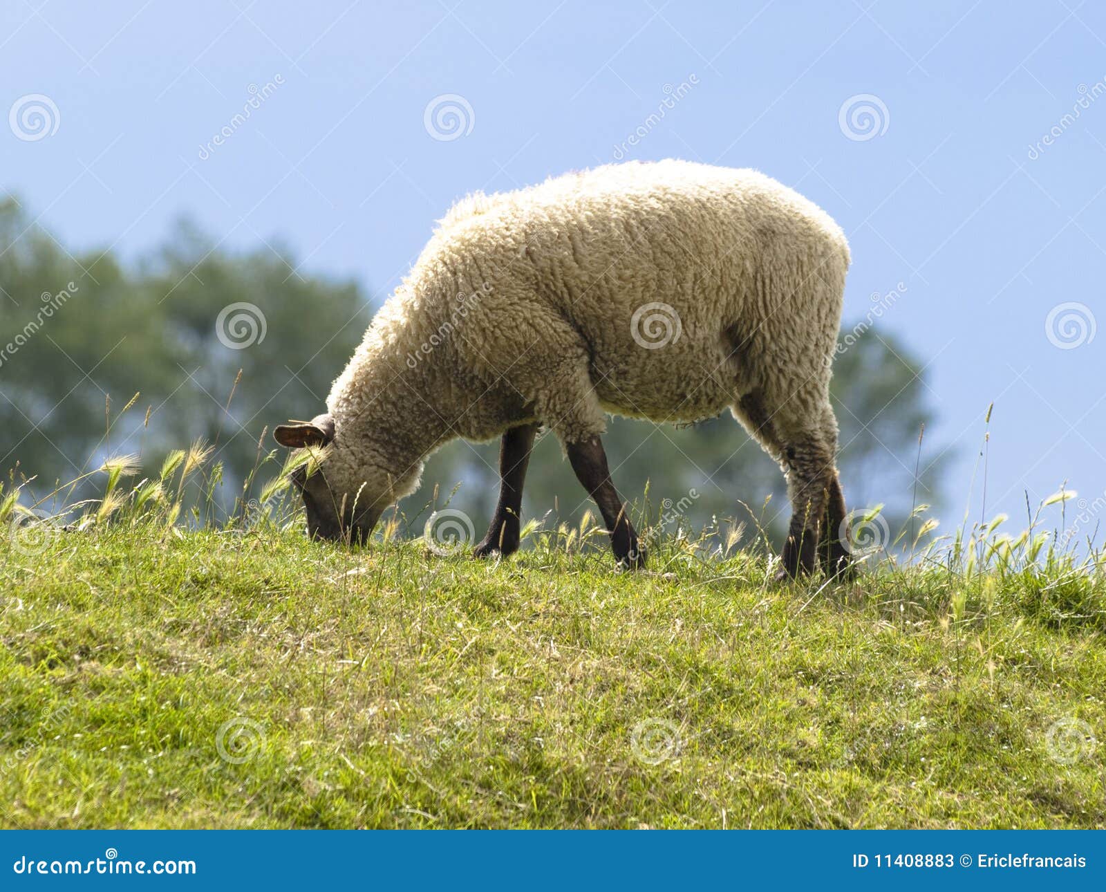 Schafe in den Wiesen stockbild. Bild von wiesen, michel - 11408883