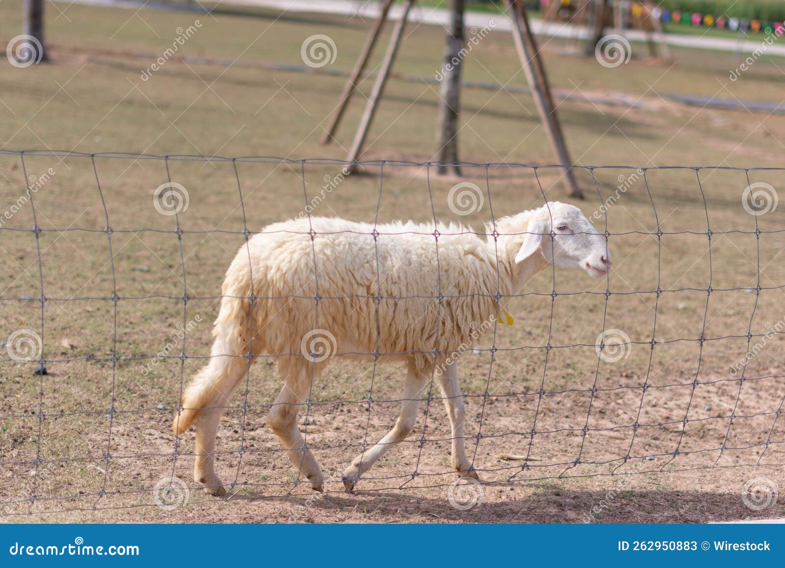 Schafe Im Zoo Hinter Dem Zaun Stockbild - Bild von tier, landschaft ...
