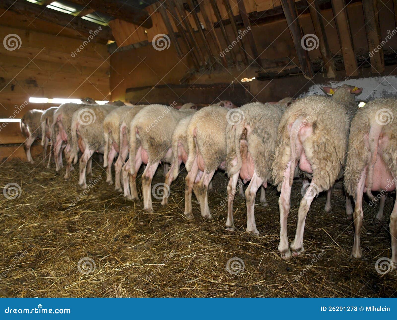 Schafmilch stockfoto. Bild von melken, bauernhof, deutschland - 26291278