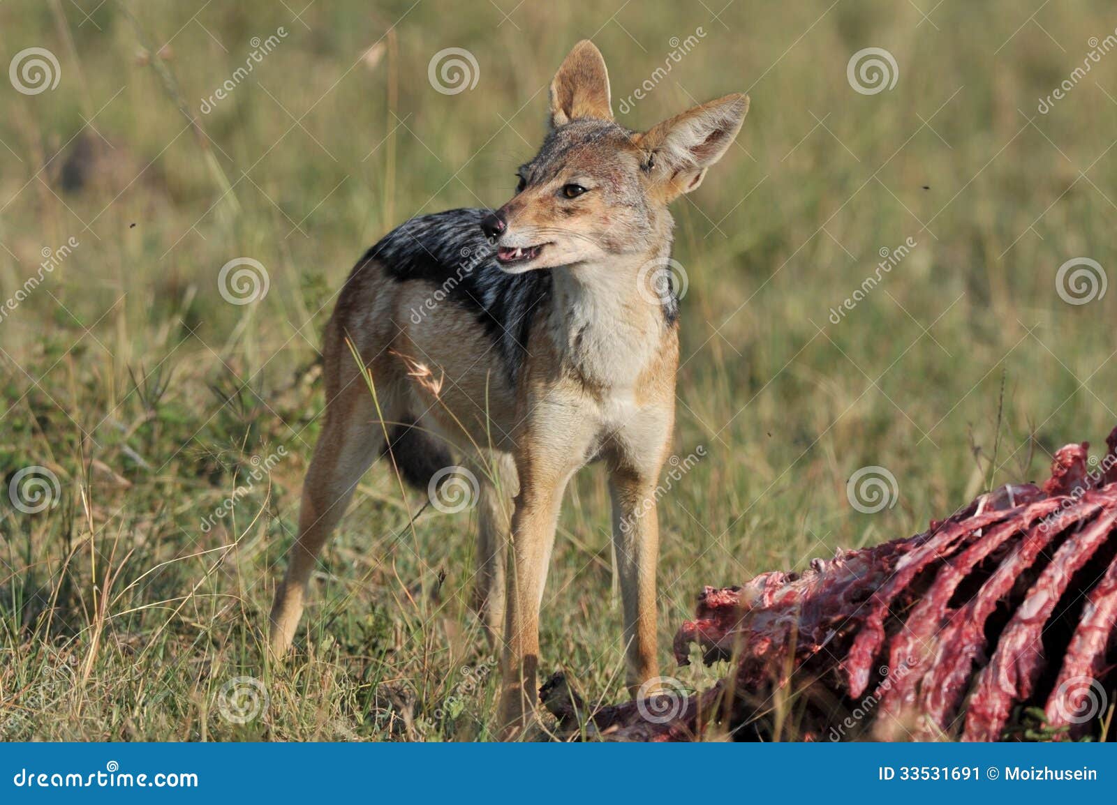 Schakal im wilden stockbild. Bild von spiel, gras, schauen - 33531691