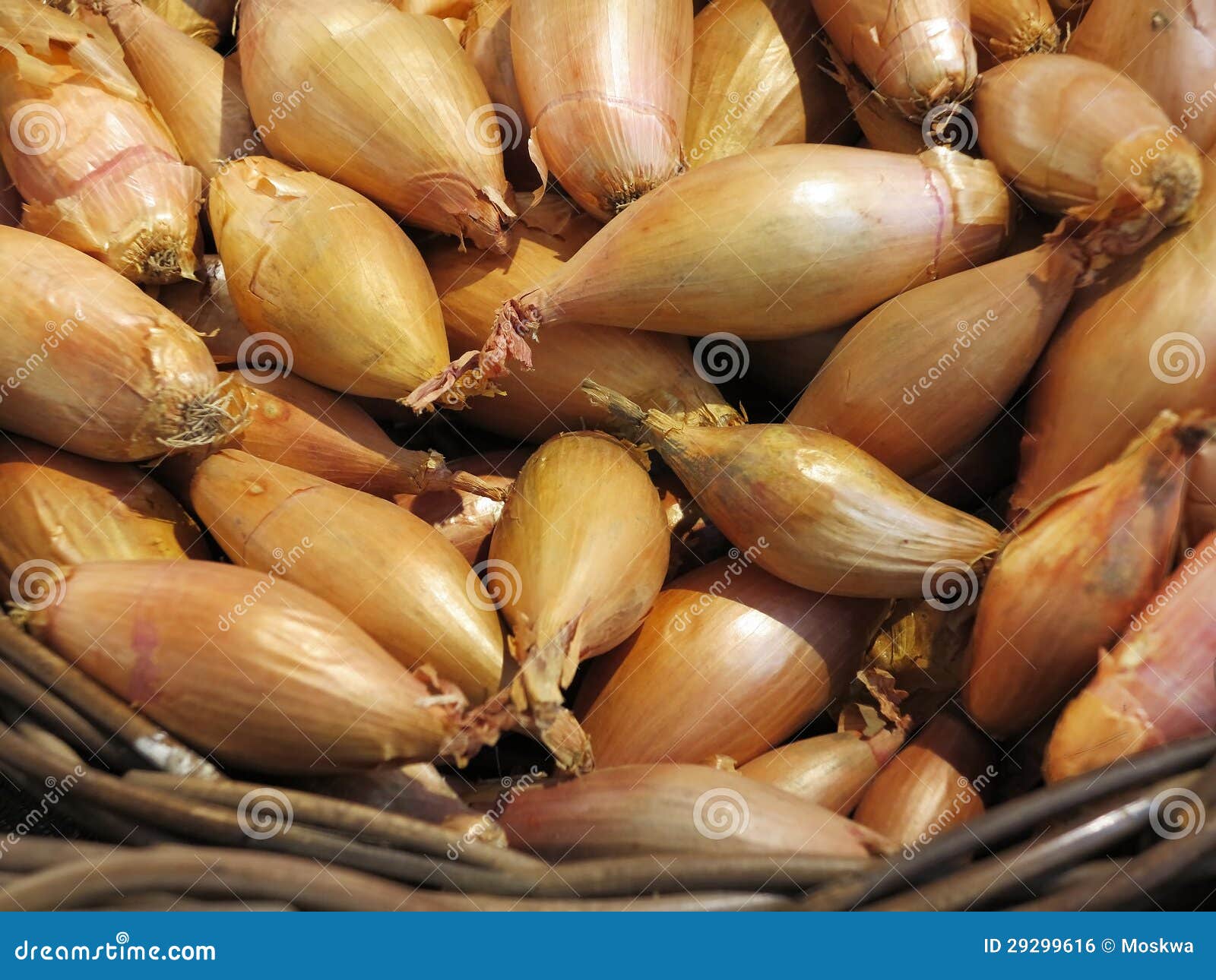 Schalotten, Zwiebeln stockfoto. Bild von zwiebel, gemüse - 29299616