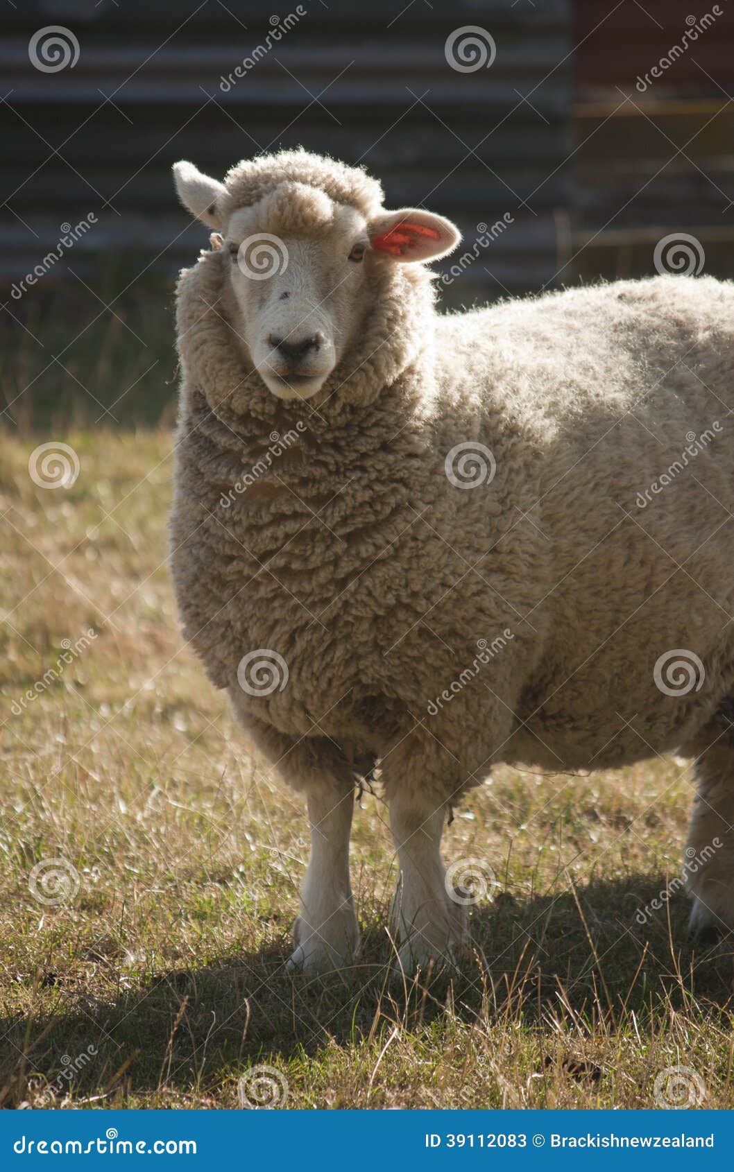 Schapen stock afbeelding. Image of gras, schapen, schaap - 39112083