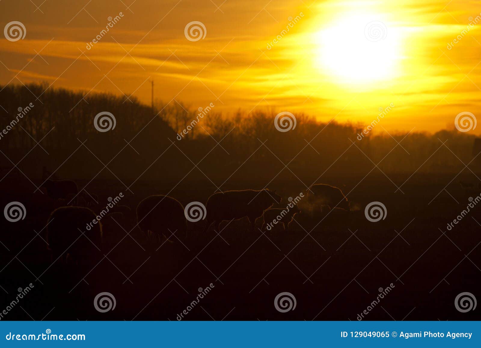 Schapen in De Avondzon; Sheep in Evening Light Stock Image - Image of ...