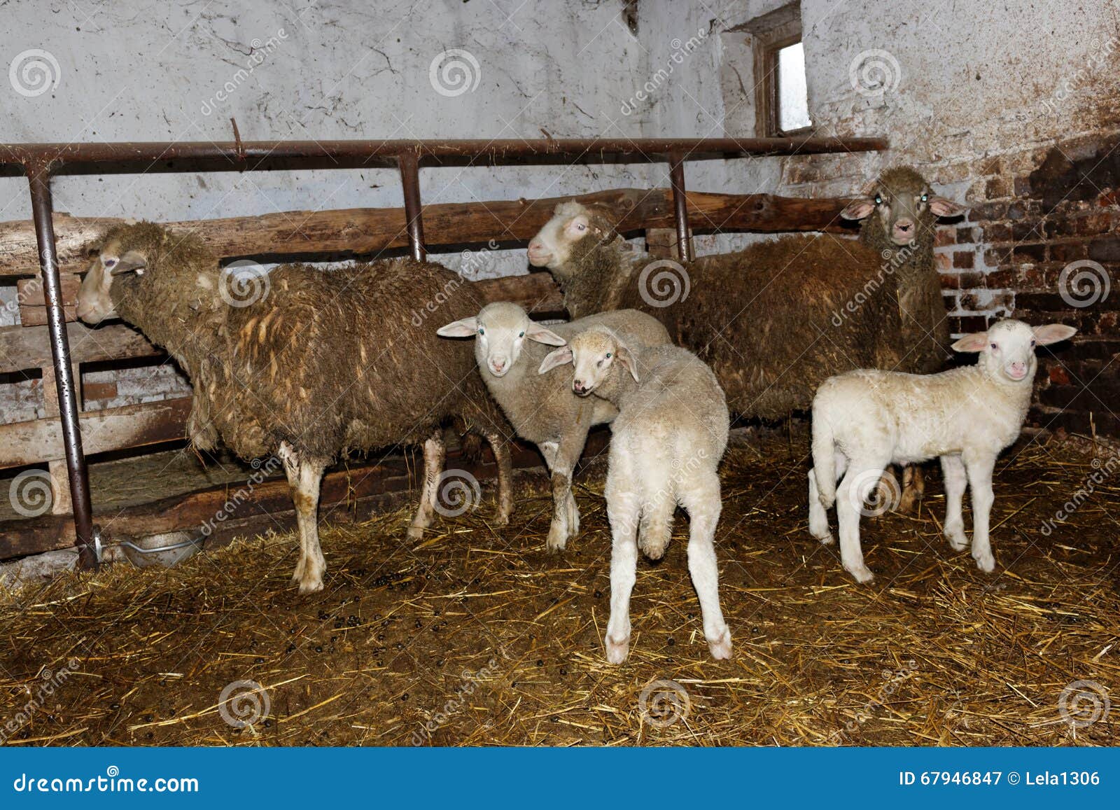 Schapen En Lammeren in De Stal Stock Afbeelding - Image of zoogdier ...