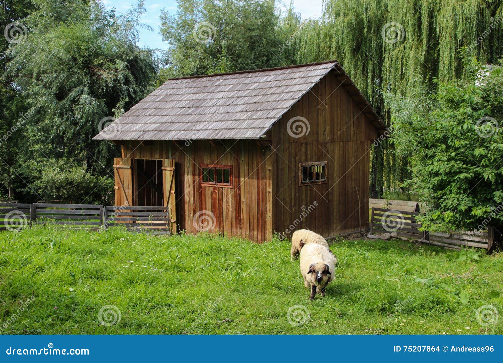 Schapen het Weiden en Stal stock foto. Image of begin - 75207864