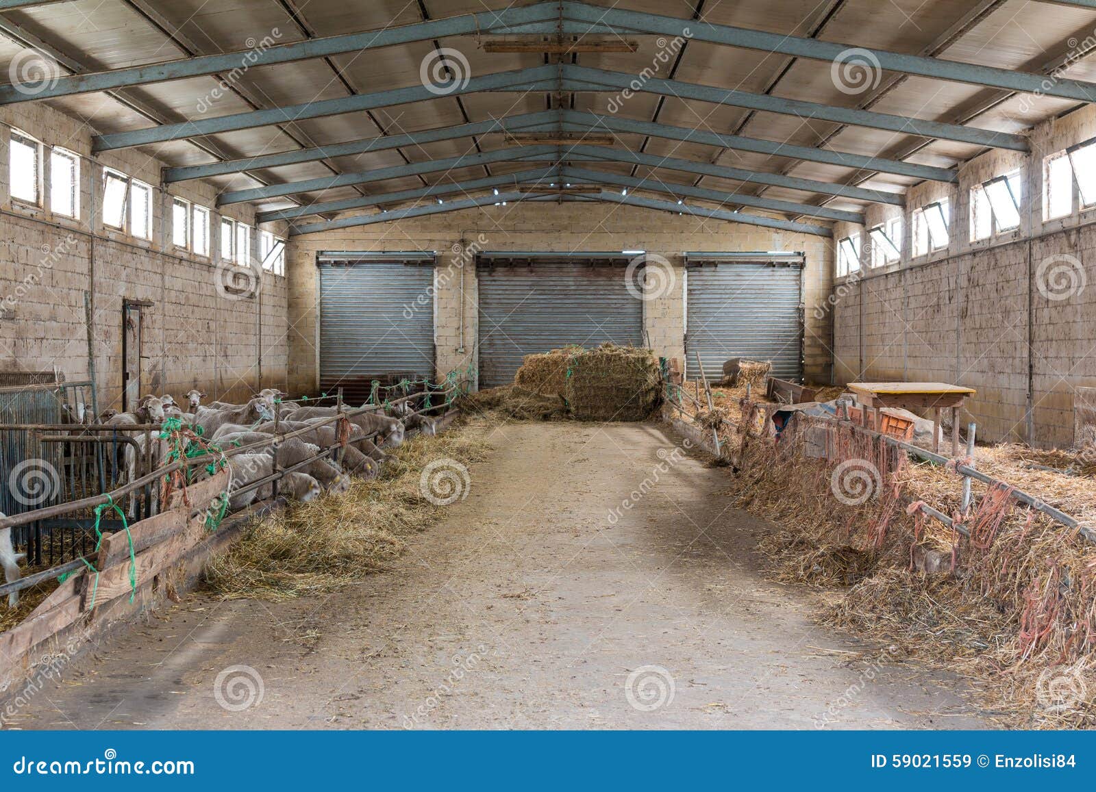 Schapen in stal stock afbeelding. Image of platteland - 59021559