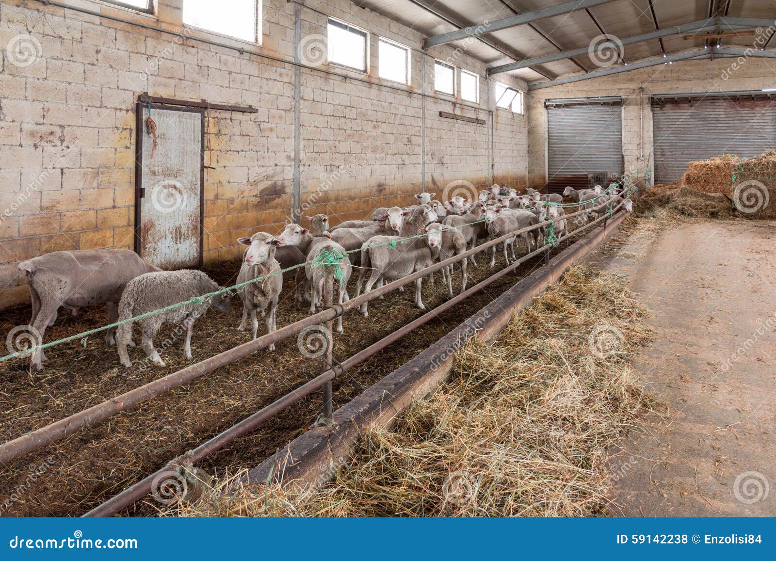 Schapen in stal stock foto. Image of landelijk, stabiel - 59142238