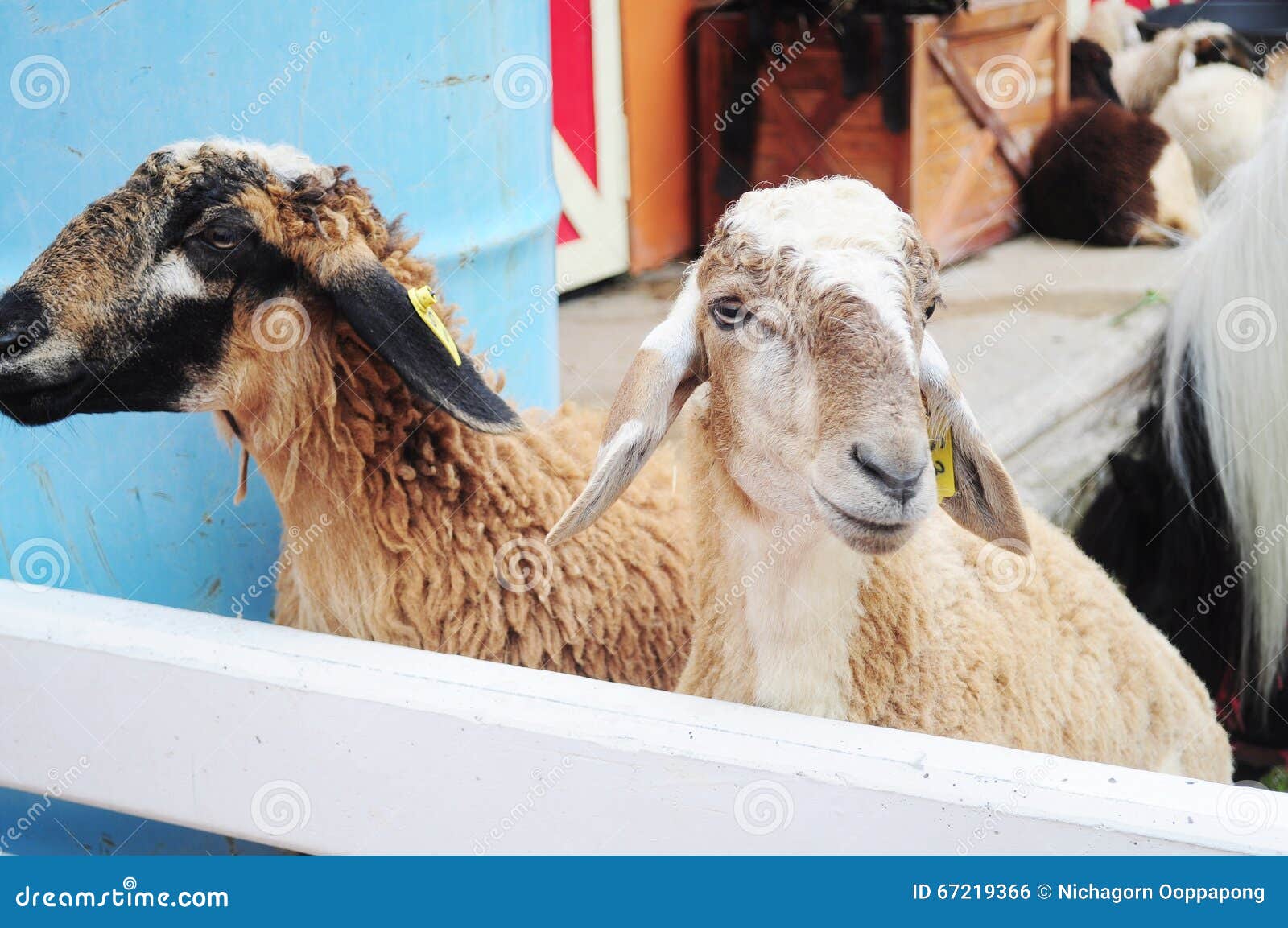 Schapen in stal stock foto. Image of gebied, bruin, gras - 67219366