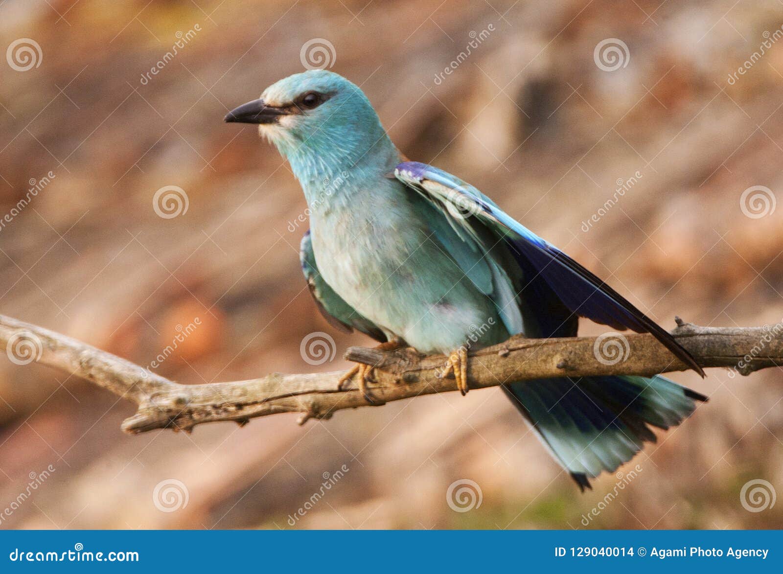 Scharrelaar, European Roller, Coracias Garrulus Stock Photo - Image of ...