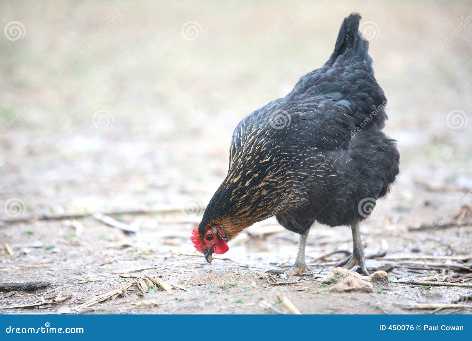 Scharrelkip stock foto. Image of waaier, lepel, kleinbedrijf - 450076