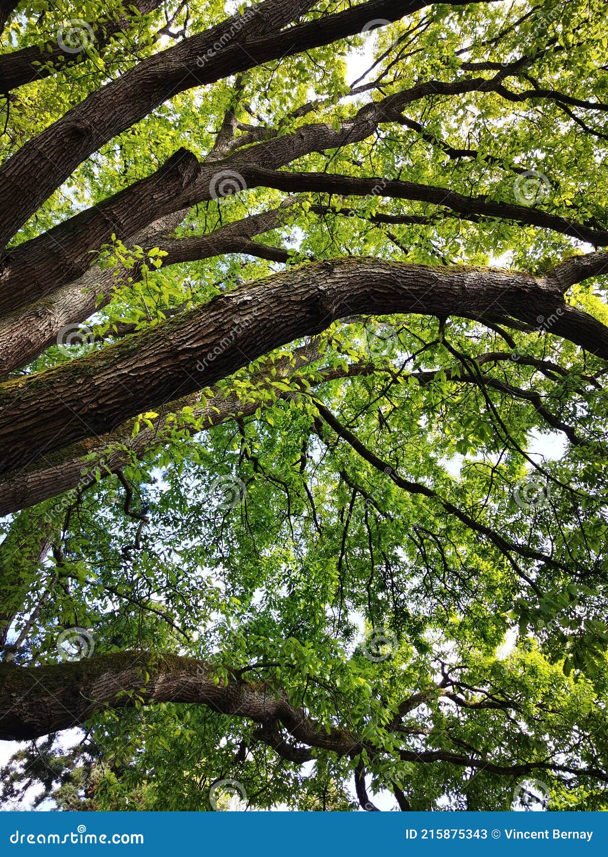 Schatten Unter Einem Alten Baum Stockbild - Bild von wald, leuchte ...
