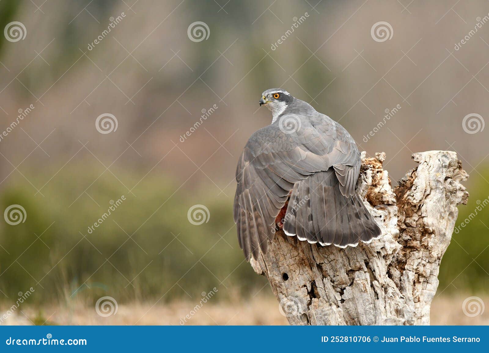 Schawk Im Wald Beobachten Beute Stockfoto - Bild von tiere, boote ...