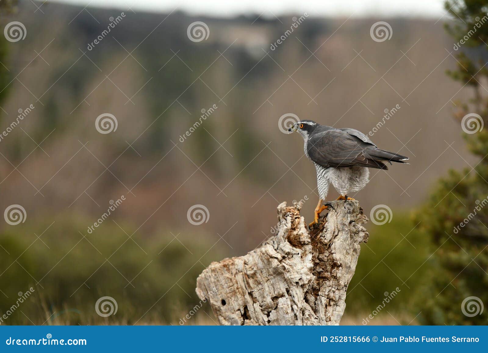 Schawk Im Wald Beobachten Beute Stockfoto - Bild von schnabel, fauna ...