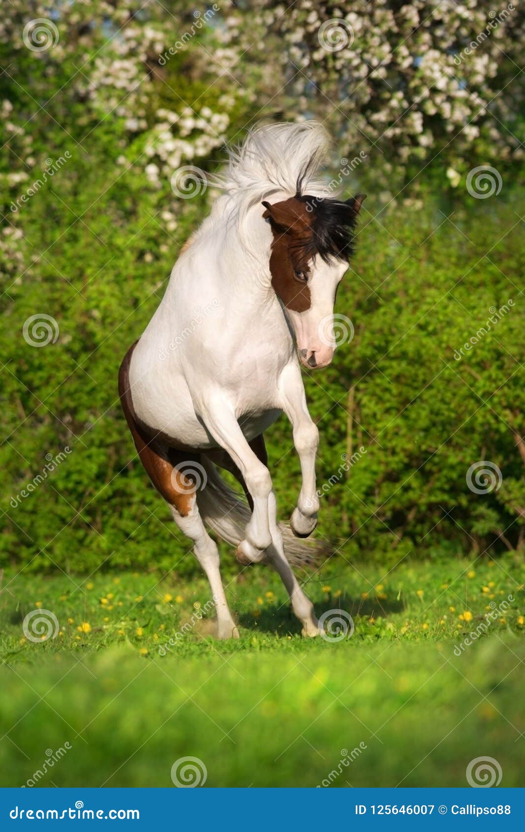 Schecke springen stockbild. Bild von galopp, schön, hintergrund - 125646007