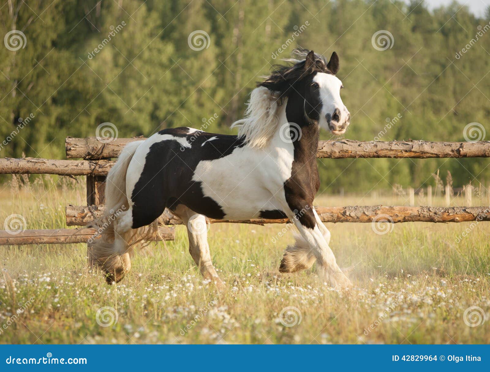 Scheckiges Zigeuner-vanner Pferd Galoppiert in Weide Stockfoto - Bild ...