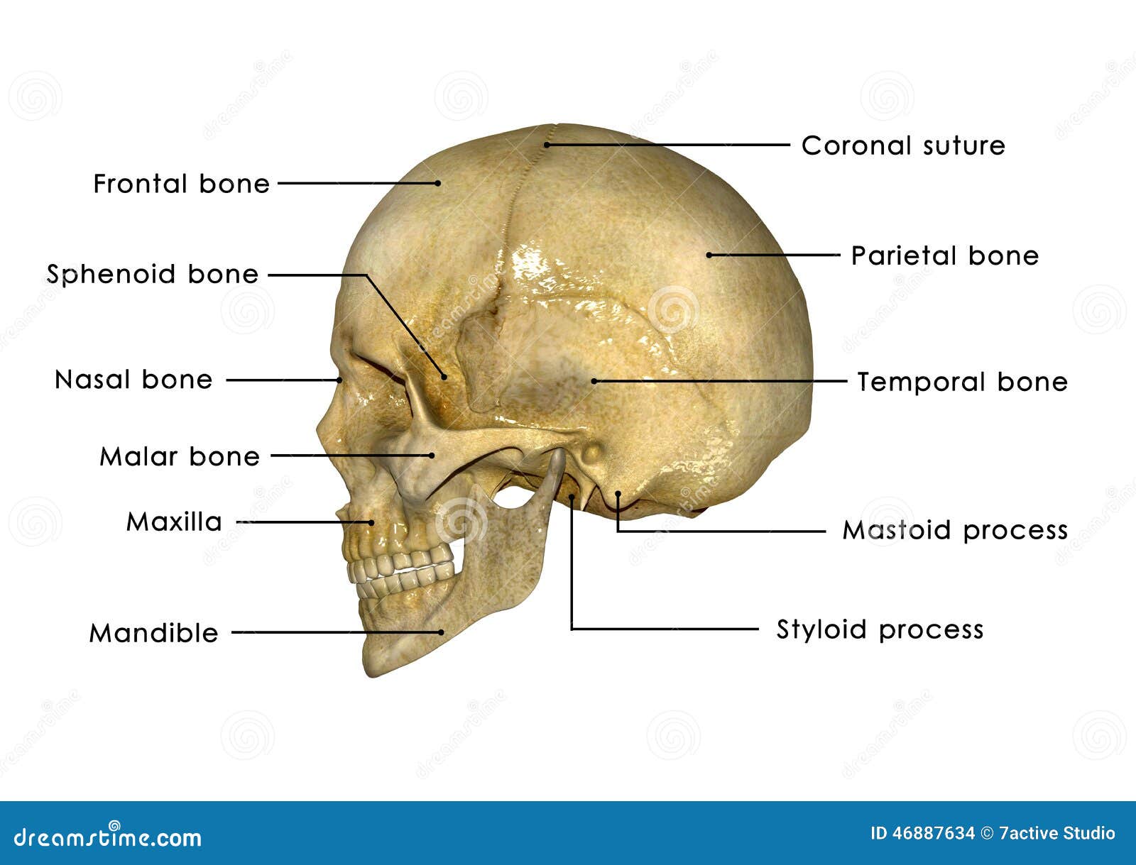 Schedel stock illustratie. Illustration of kaak, nathans - 46887634