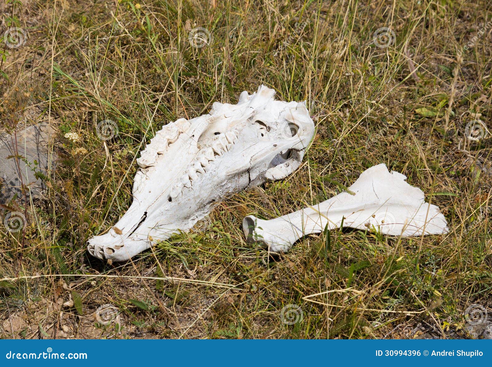 Schedel en beenderen stock foto. Image of milieu, beenderen - 30994396