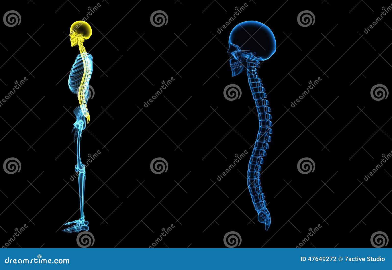 Schedel met ruggegraat stock illustratie. Illustration of menselijk ...