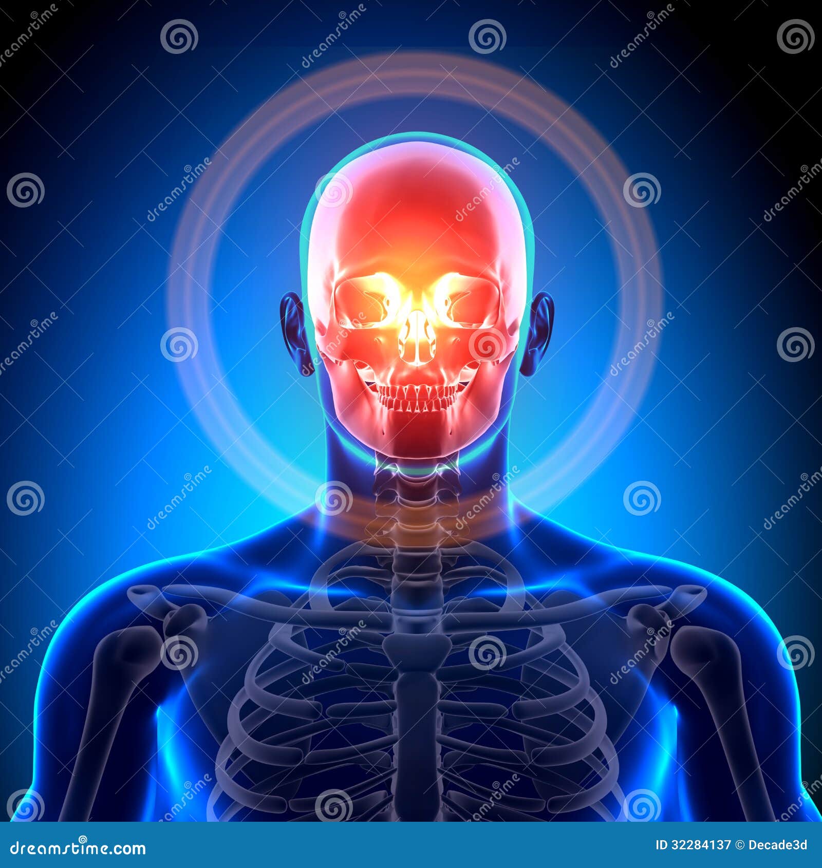 Schedel/Schedel - Anatomiebeenderen Stock Illustratie - Illustratie ...