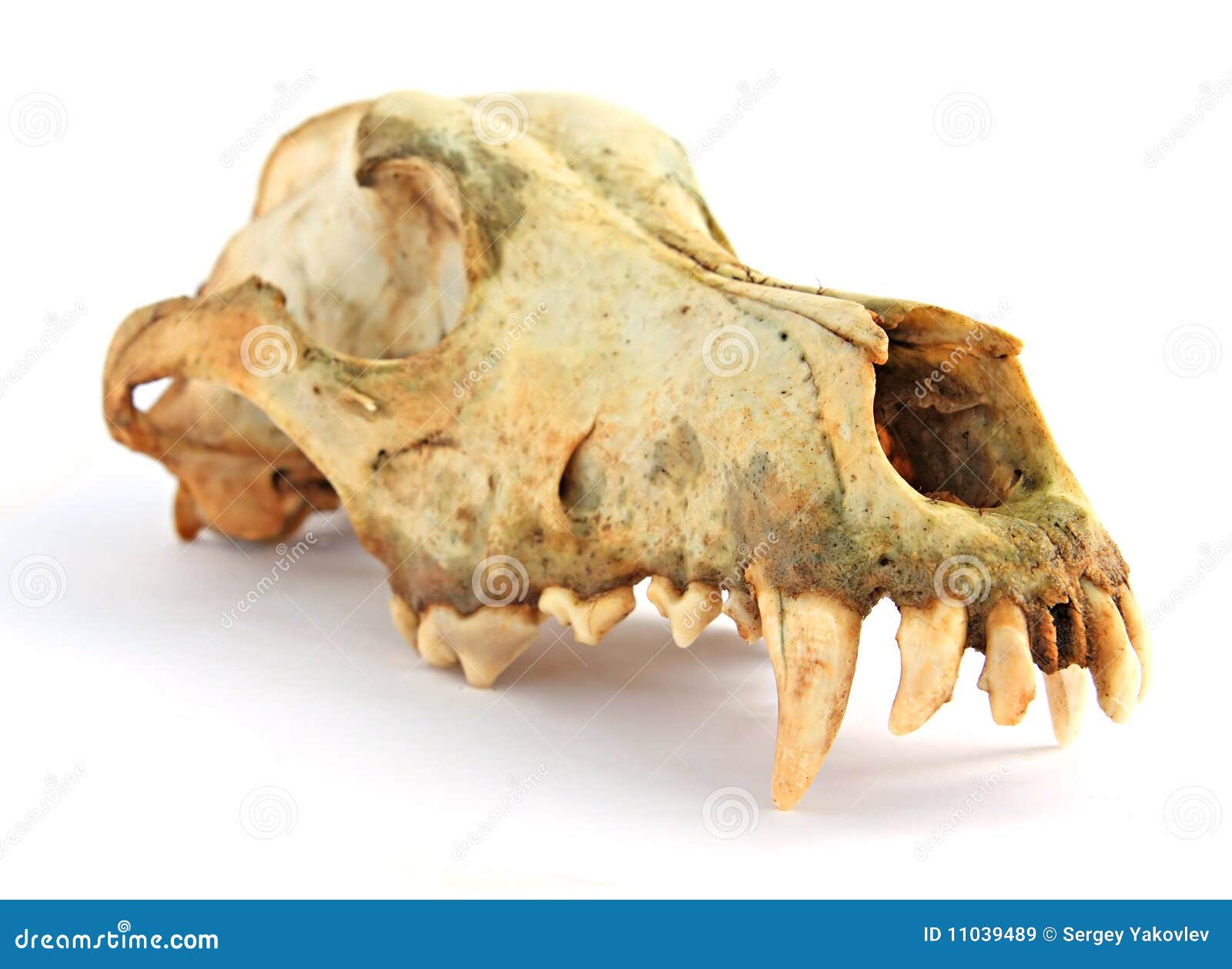 Schedel van de hond stock afbeelding. Image of element - 11039489