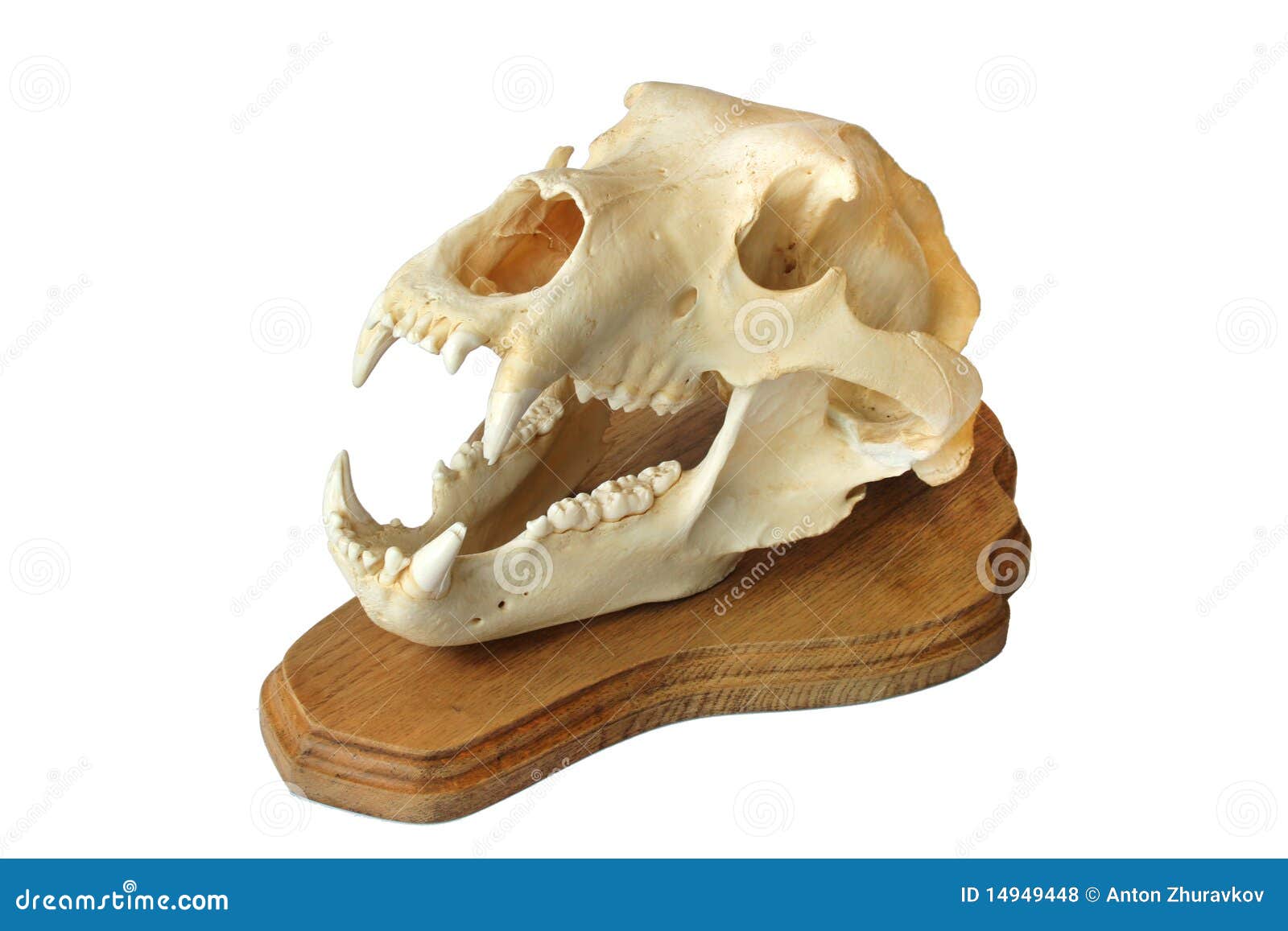 Schedel van een beer stock foto. Image of trofee, carnivoor - 14949448