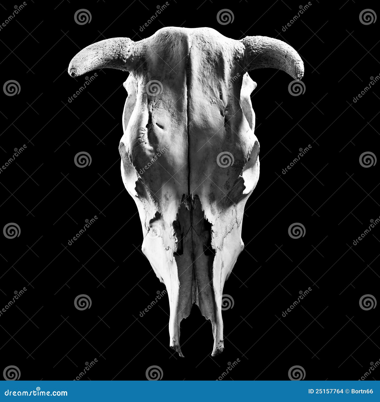 Schedel van een koe stock foto. Image of scènes, zwart - 25157764