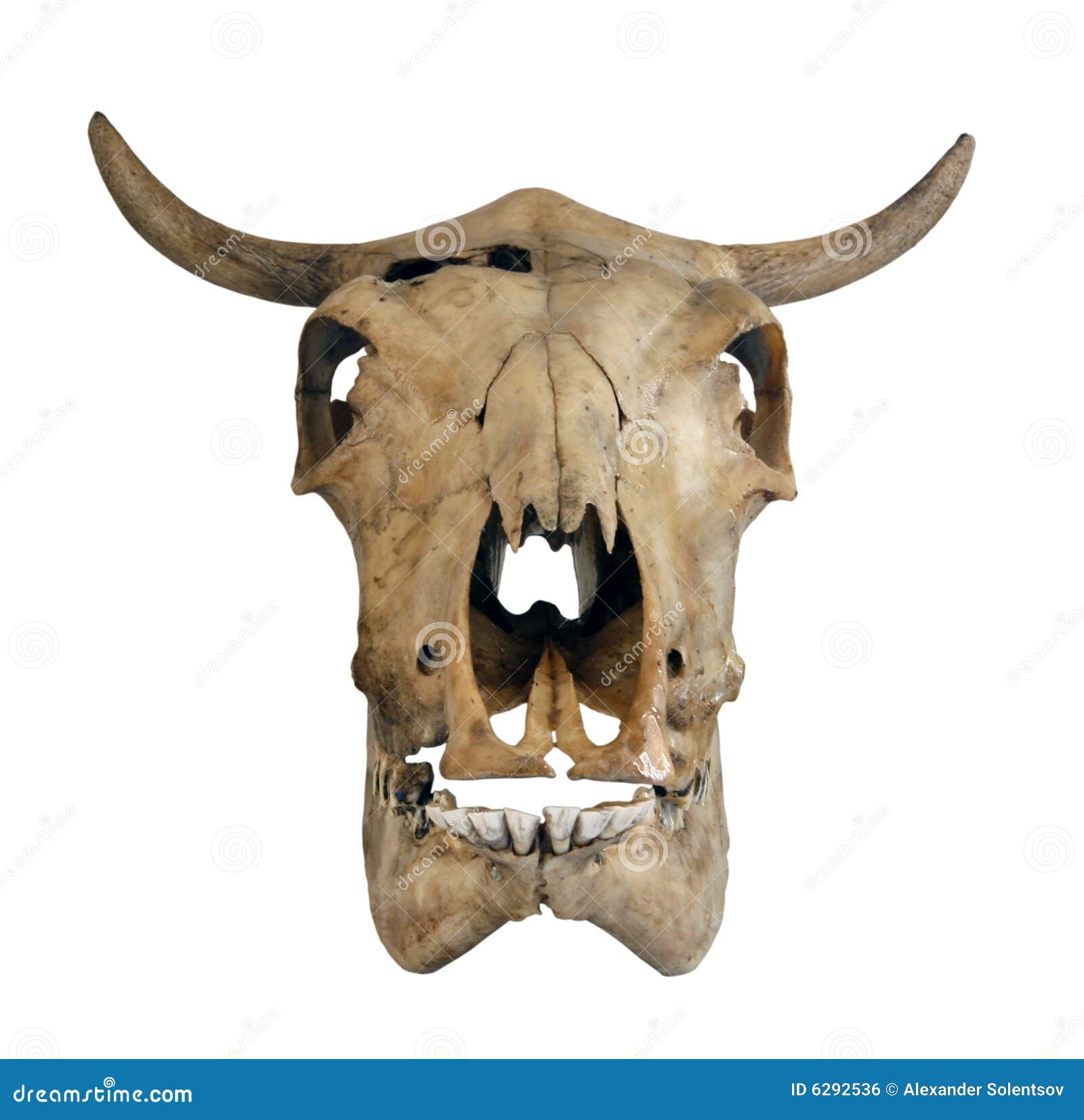 Schedel van een koe stock foto. Image of dood, schedel - 6292536