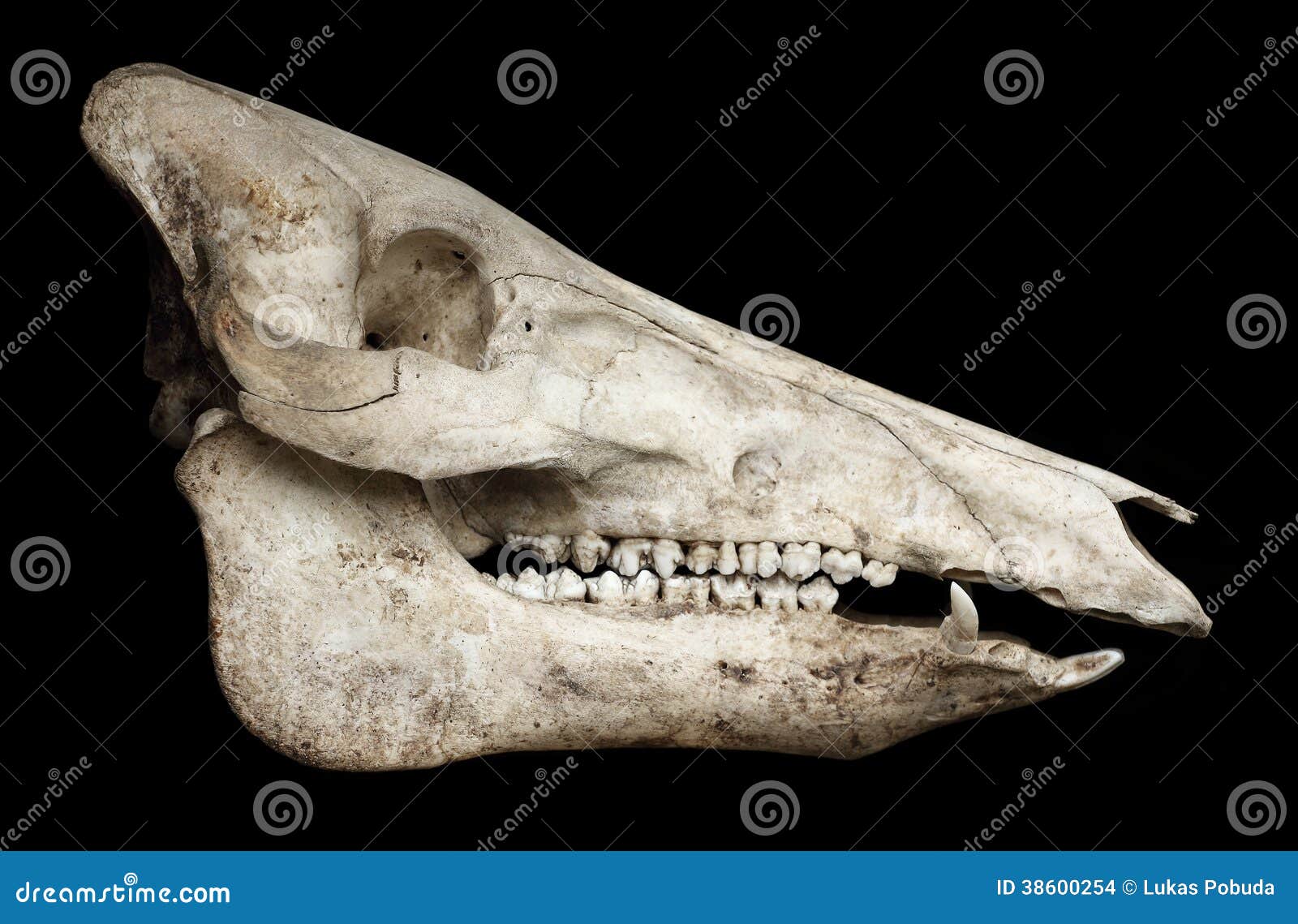 Schedel van een varken stock foto. Image of textuur, varken - 38600254