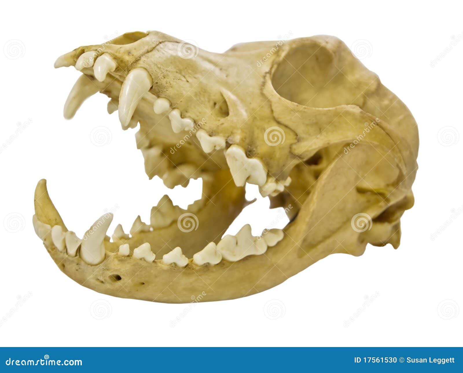 Schedel van Klein Dier stock foto. Image of skelet, been - 17561530