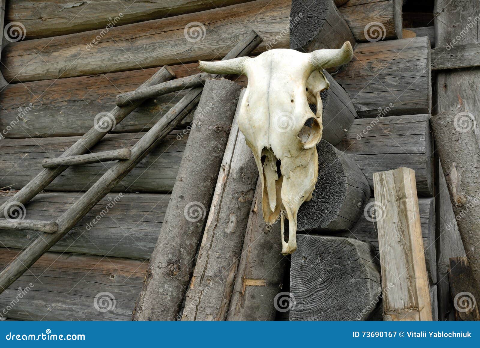 Schedel van koe stock afbeelding. Image of dier, bestuurster - 73690167