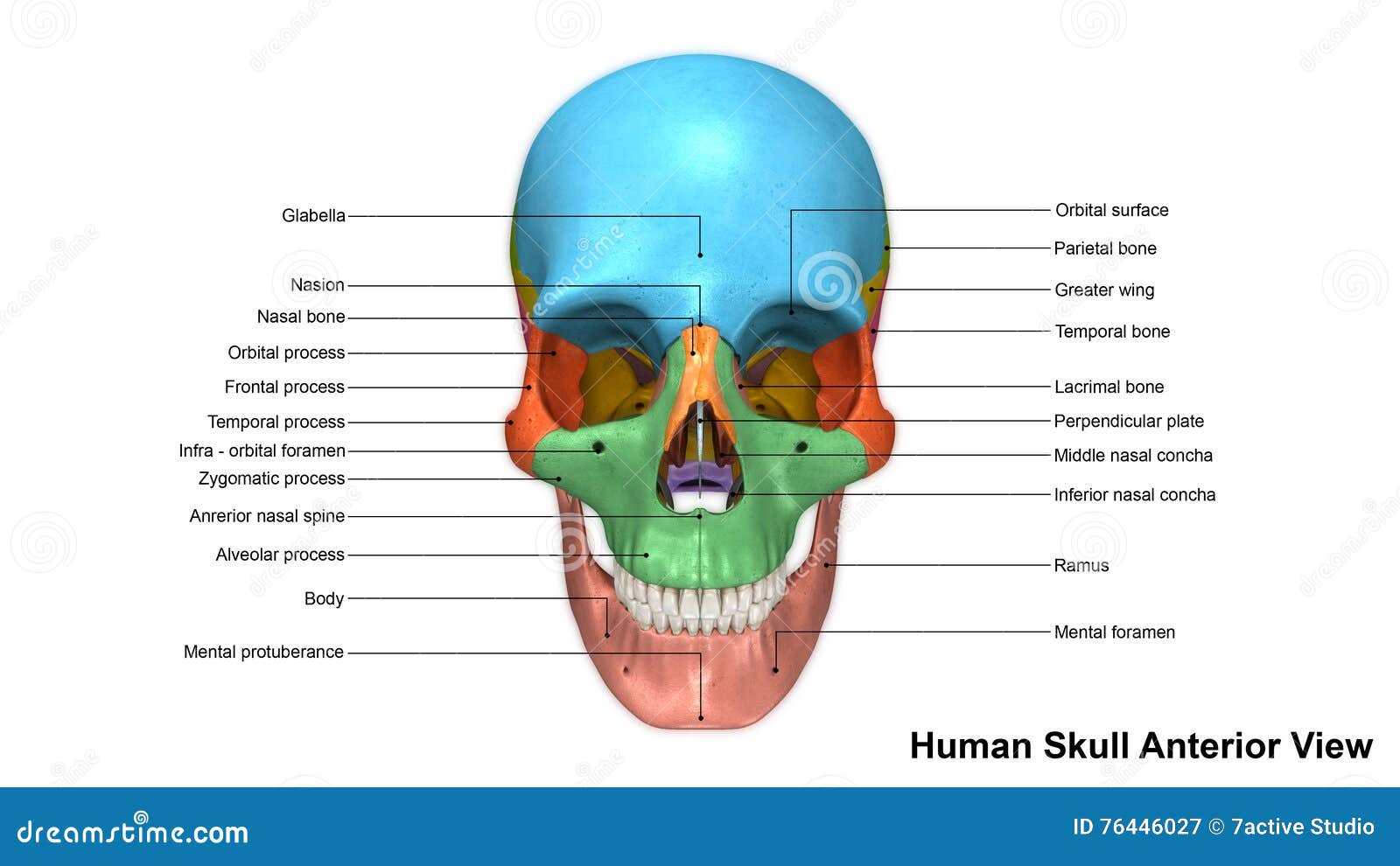Schedel En Gekruiste Beenderen Gifgas 2. Botten En Schedel 2.