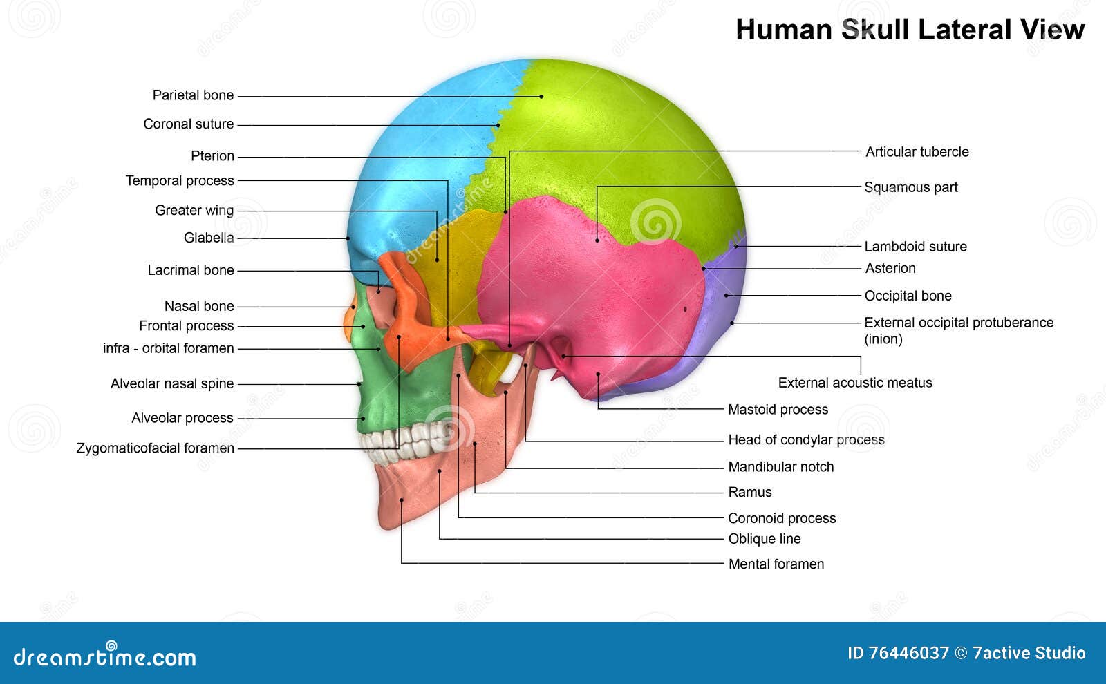 Schedel Zijmening stock illustratie. Illustration of gezondheid - 76446037